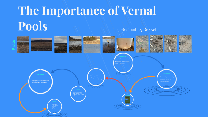 The Importance of Vernal Pools by Courtney Dressel on Prezi