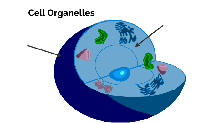 Cell Organelle Project by Damion Josephs on Prezi