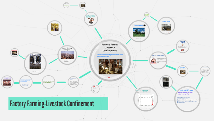 Factory Farming-Livestock Confinement by Madeleine Henry on Prezi
