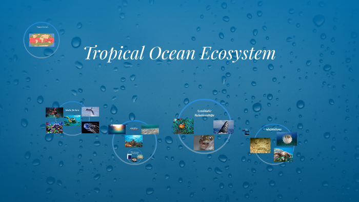 Tropical Ocean Ecosystem by stephen/bailey morrison on Prezi