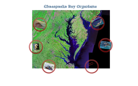 Chesapeake Bay Organisms by Ahmed Sheikh on Prezi