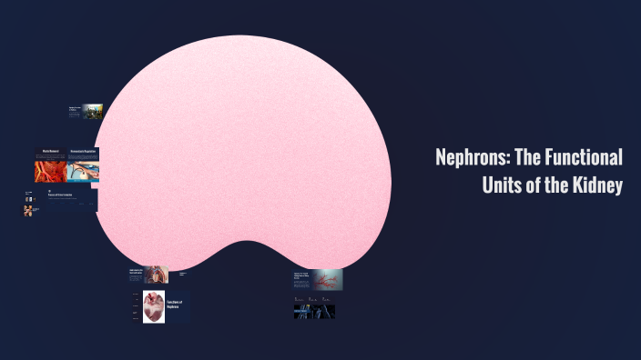 Nephrons: The Functional Units of the Kidney by KUSHAGRA SACHAN on Prezi