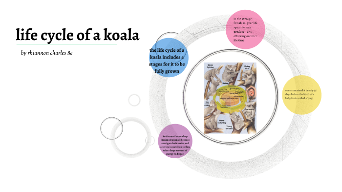 life cycle of a koala by rhiannon charles on Prezi