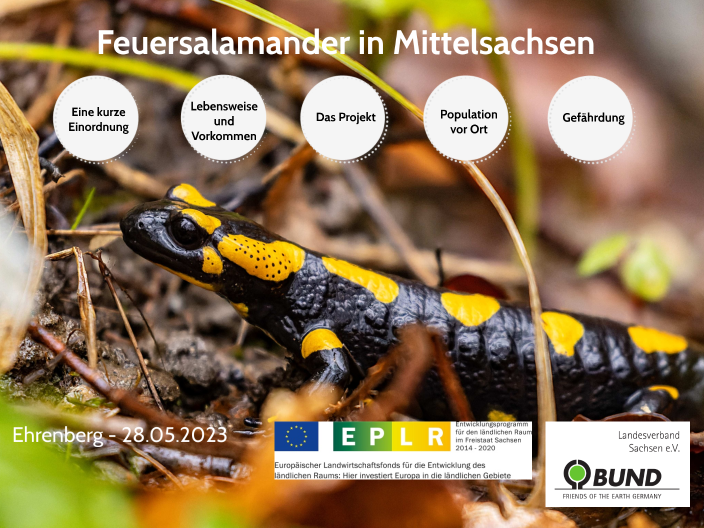 Feuersalamander in MIttelsachsen by Heidi Enderlein on Prezi