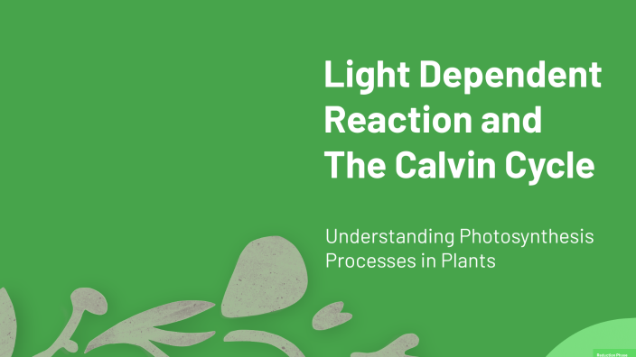 Light Dependent Reaction and The Calvin Cycle by Jay Joseph Coronel on ...
