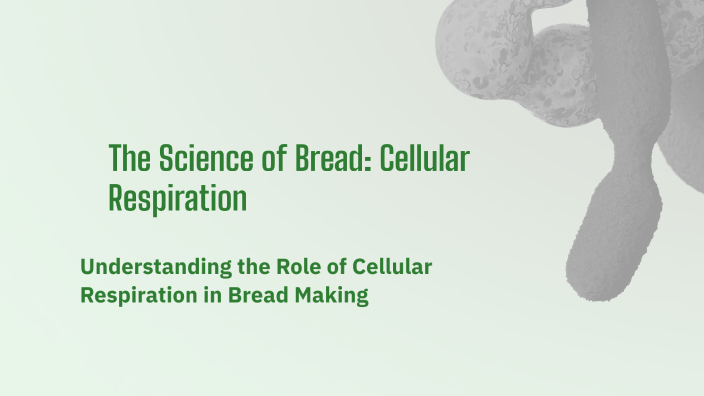 The Science of Bread: Cellular Respiration by Phineas Goertz on Prezi