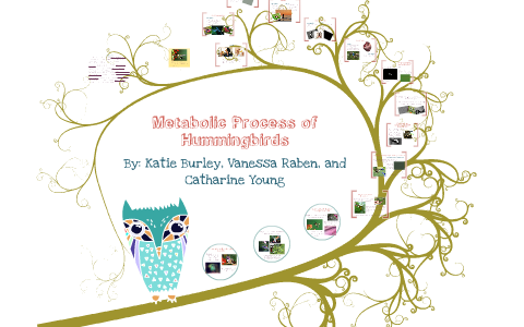 Metabolic Process of Hummingbirds by Vanessa Raben on Prezi