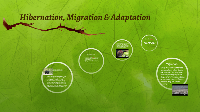 Hibernation, Migration & Adaptation by Monica Zarco on Prezi