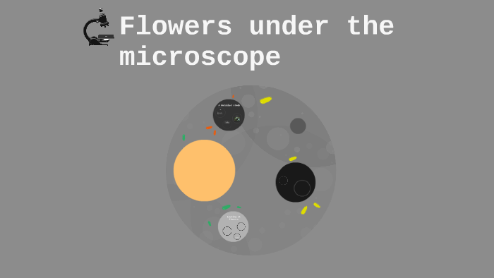Flowers under the microscope by Harvey Buckle on Prezi