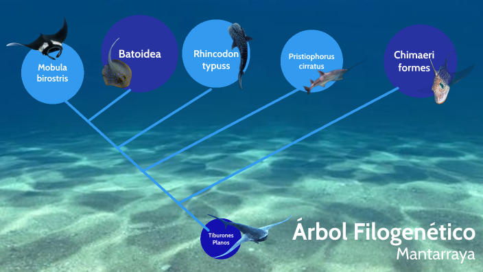 Árbol filogenético del tiburón ballena by DARLA ROMINA ARROYO CORTEZ on ...