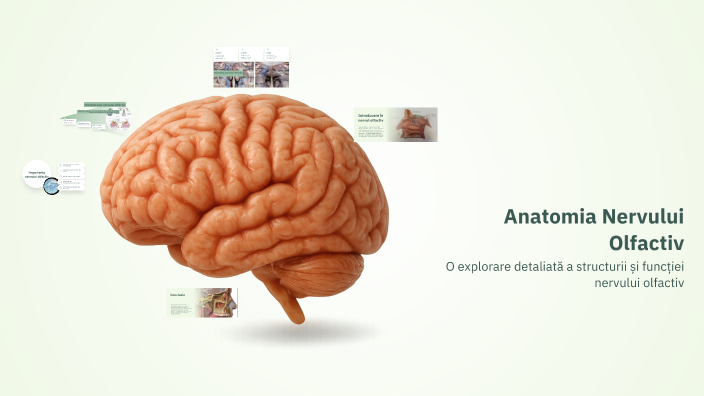 Anatomia Nervului Olfactiv by maria manolescu on Prezi