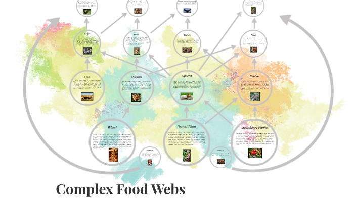 Complex Food Webs by sabrina m