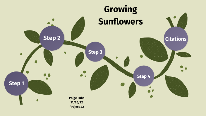 Project #2 Growing Sunflowers by Paige Fuhs on Prezi