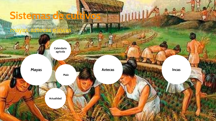 mayas aztecas e incas cultivos by luisina di tulio grimaldi on Prezi