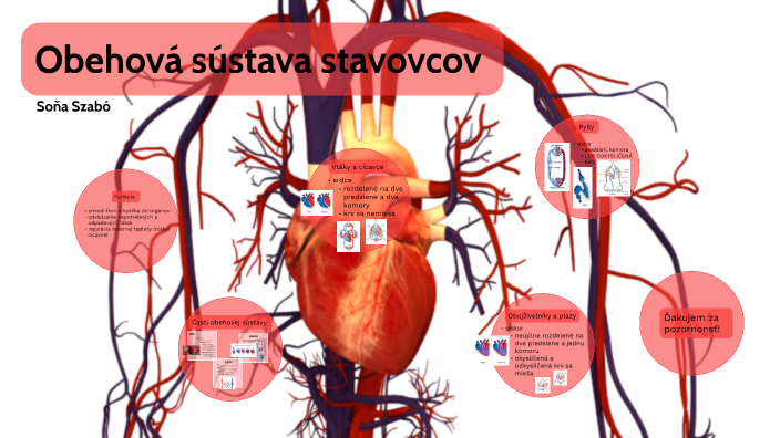 Obehová sústava stavovcov by Soňa Szabó on Prezi