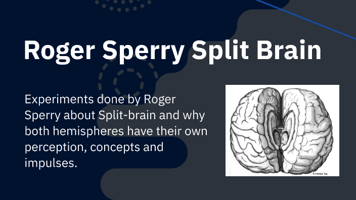 Roger Sperry Split Brain by Hailey Cumbie on Prezi