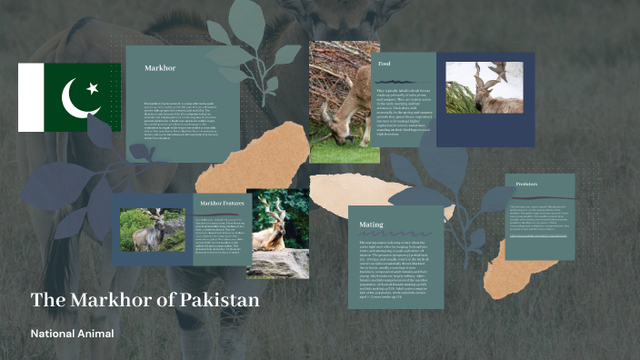 The Markhor of Pakistan by Aliza Saeed on Prezi