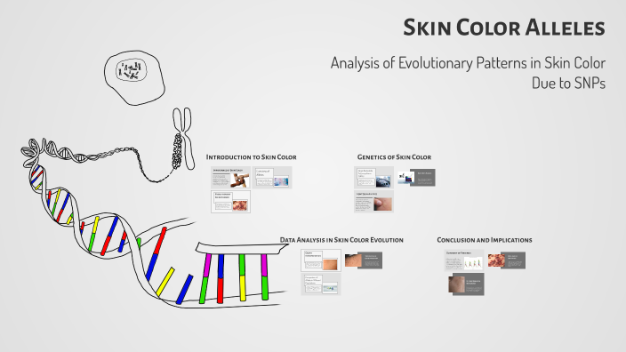 Skin Color Alleles by Emi Nyhan on Prezi