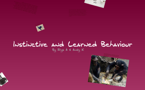 Instinctive and Learned Behavior by Rhys Andrews on Prezi