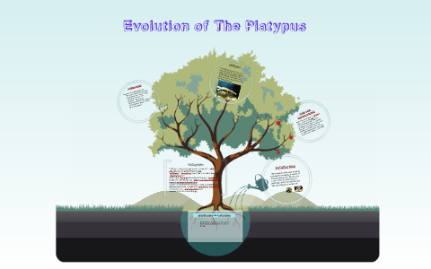 Evolution of The Platypus by daniel cano on Prezi