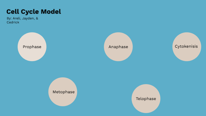Cell Cycle Model by resendiz Resendiz on Prezi