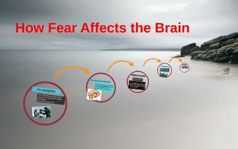 How Fear Affects the Brain by Sabrina Quesinberry on Prezi