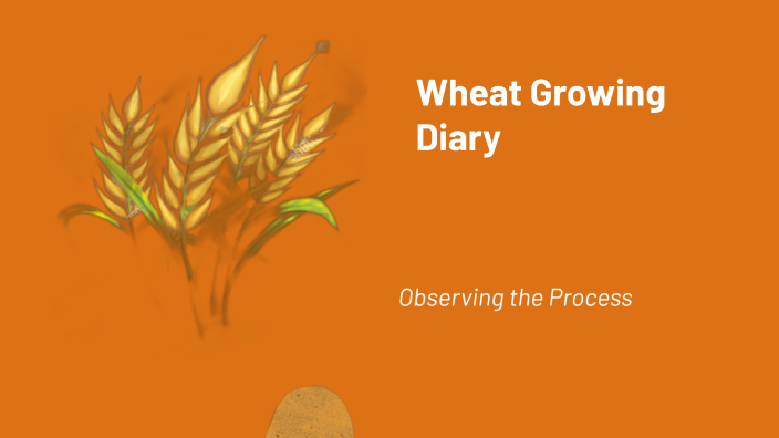 Wheat Growing Diary by Adin on Prezi