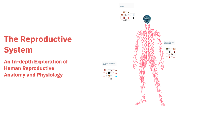 The Reproductive System by Faiza choudary on Prezi