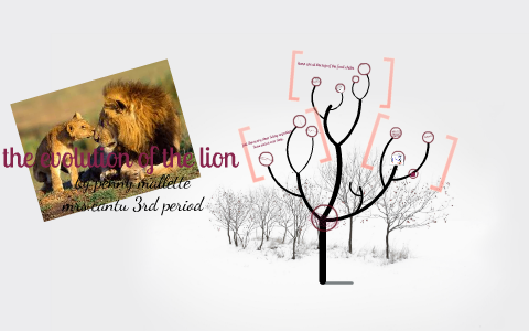 evolution of lions by penny mallette on Prezi