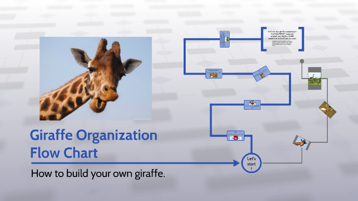 Giraffe Flow Chart by Carter Sand on Prezi