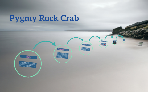 Pygmy Rock Crab by Trent R. on Prezi