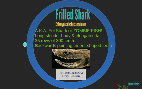 Frilled Shark by Belle Saldi on Prezi