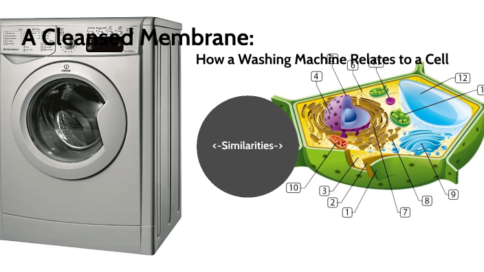 How a Washing Machine Relates to a Cell by HB - 08BK 931116 Edenwood MS ...