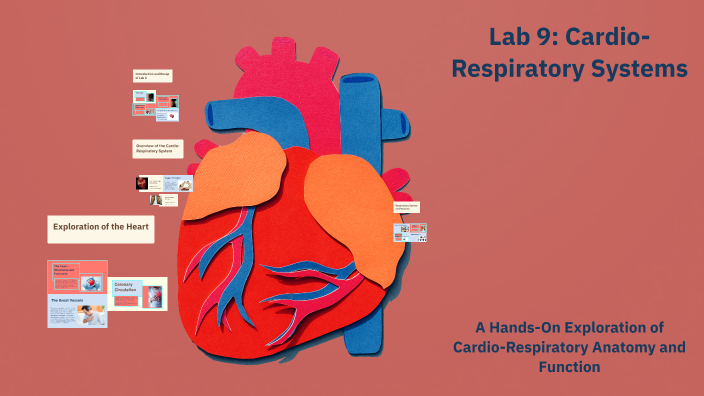 Lab 9: Cardio-Respiratory Systems by Carmen Read on Prezi