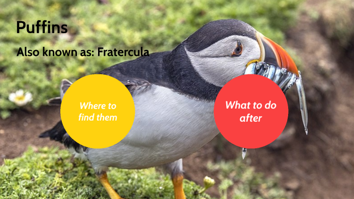 Puffins by Máté Pesti on Prezi