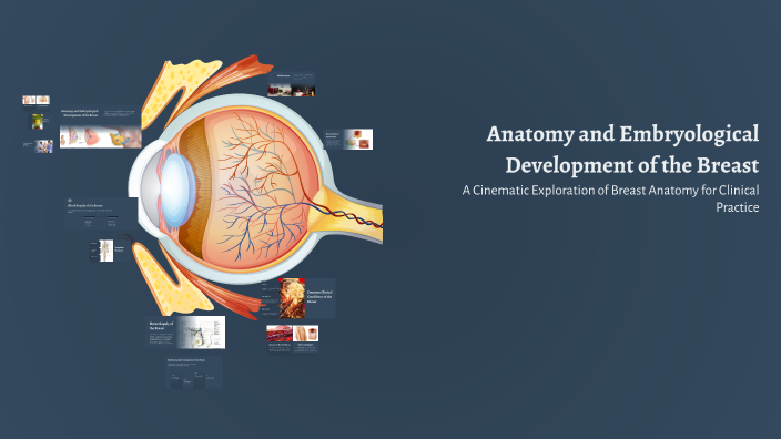 Anatomy and Embryological Development of the Breast by Mazen on Prezi