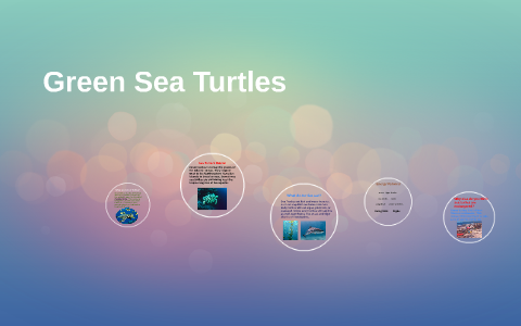 Green Sea Turtles by Anna S. on Prezi