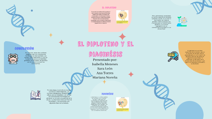 El diploteno y el diacinésis by Isabella Meneses Gomez on Prezi