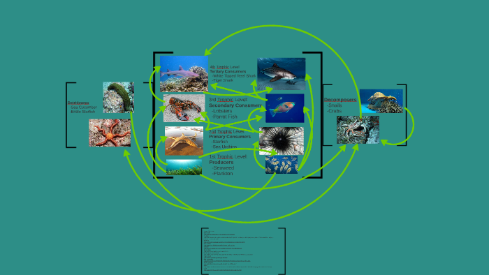 Australian (Great) Barrier Reef Food Web by Emma Atkins on Prezi