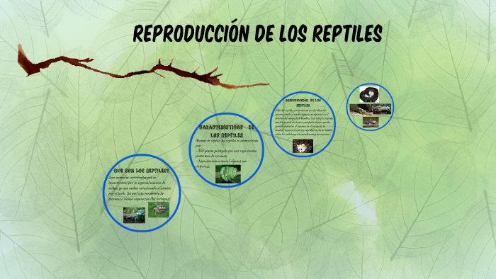 reproducción DE LOS REPTILES by Vanessa Molina Gonzalez on Prezi
