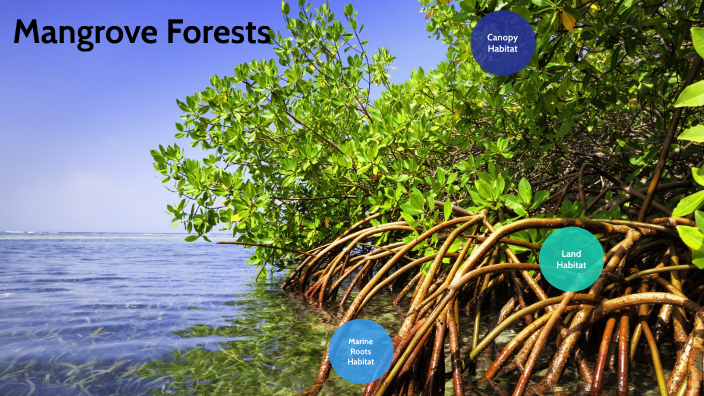 Mangroves by on Prezi