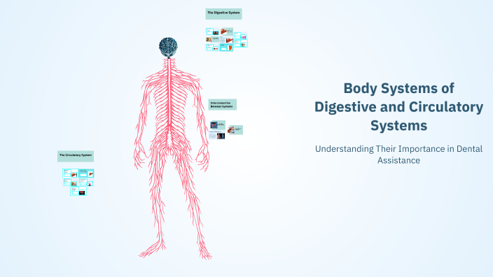 Body Systems of Digestive and Circulatory Systems by Bridget lopez on Prezi