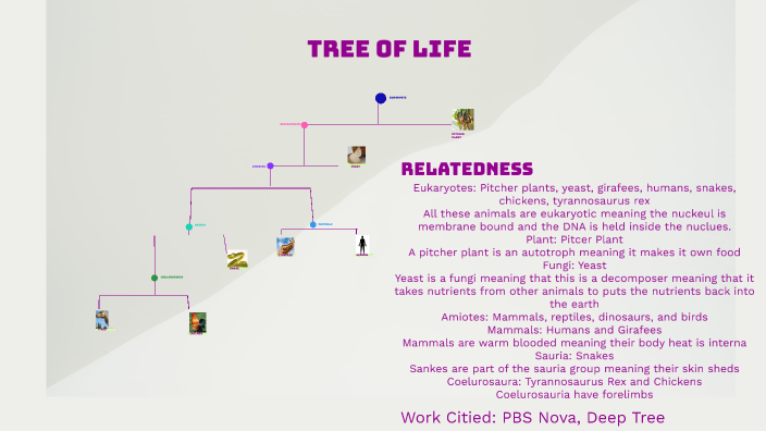 Tree of Life by lucy schmadeke on Prezi