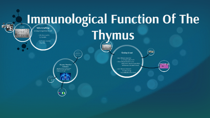 Immunological Function Of The Thymus by zahraa zahr