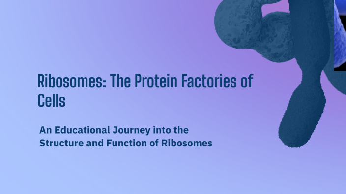 Ribosomes: The Protein Factories of Cells by BHAVYA KHANDAL on Prezi