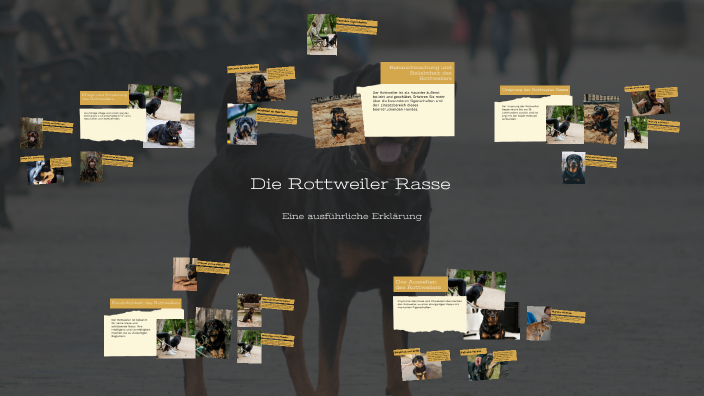 Die Rottweiler Rasse by Melanie Marko on Prezi