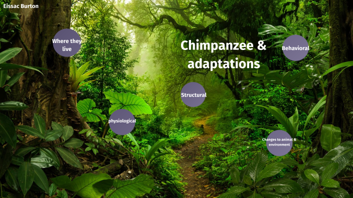 Chimpanzee & adaptations by Eissac Burton on Prezi