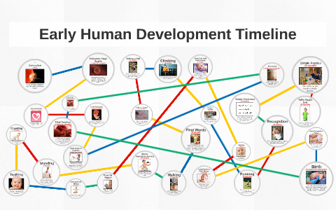 Early Human Development Timeline by Natalie Valentine on Prezi