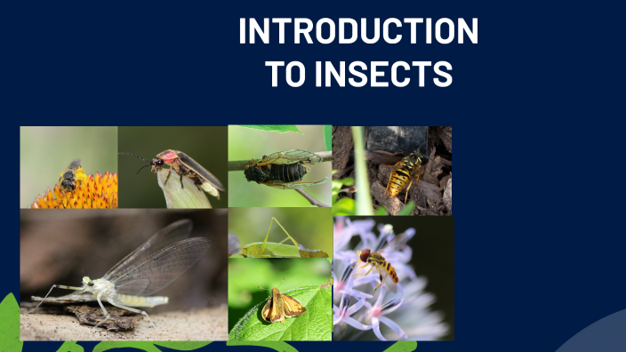 INTRODUCTION TO INSECTS by M IQBAL on Prezi