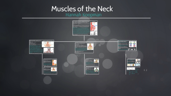 Muscles f the Neck by Hannah Koopman on Prezi